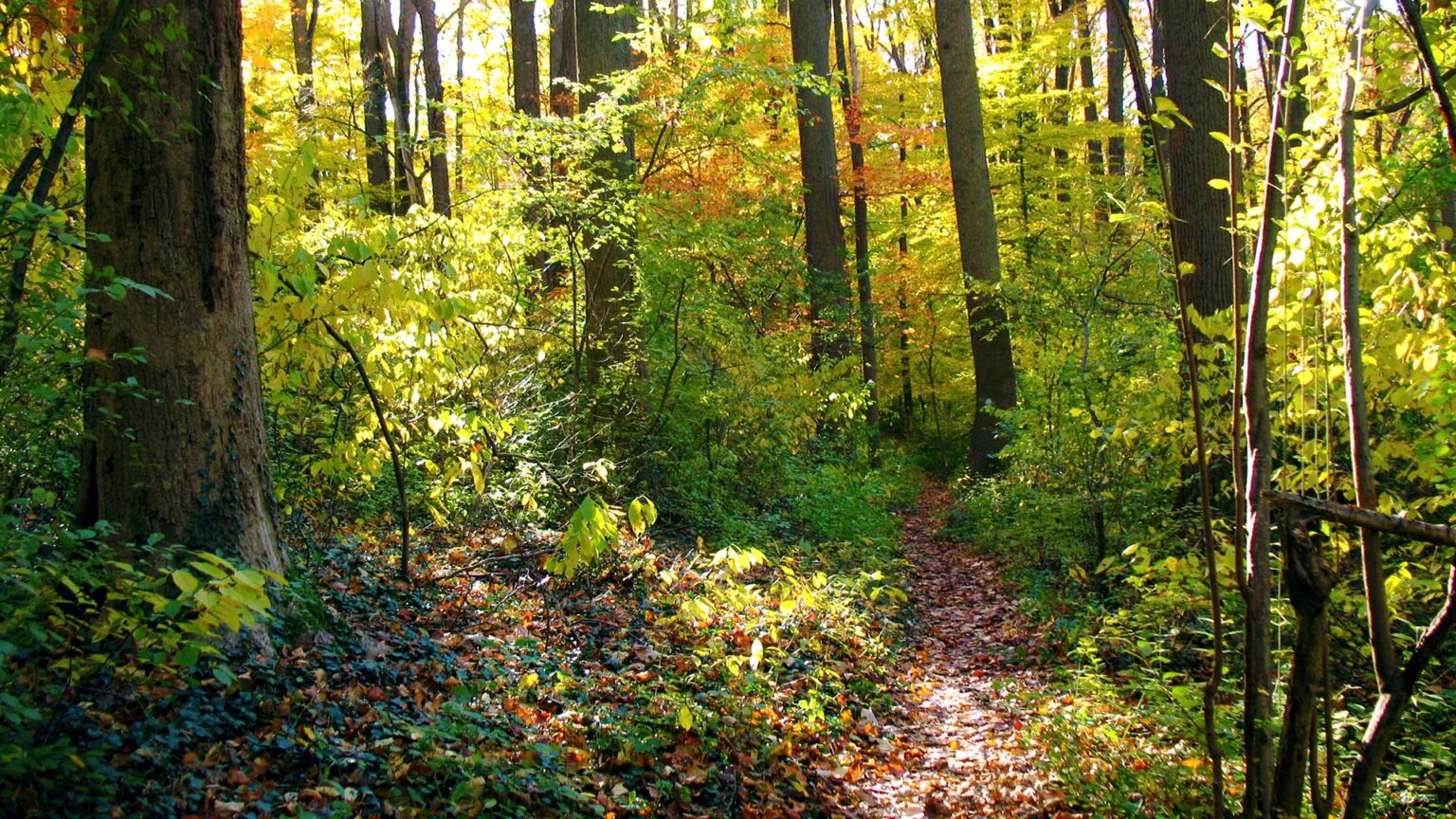 Category: Urban Oasis - Washington Walks